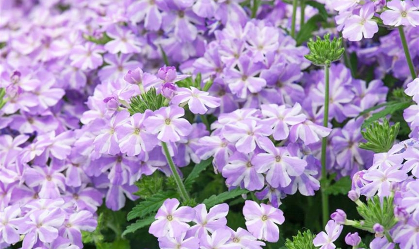 Verbene 'Voodoo Lavender Star' - Floragard Pflanzeninfothek