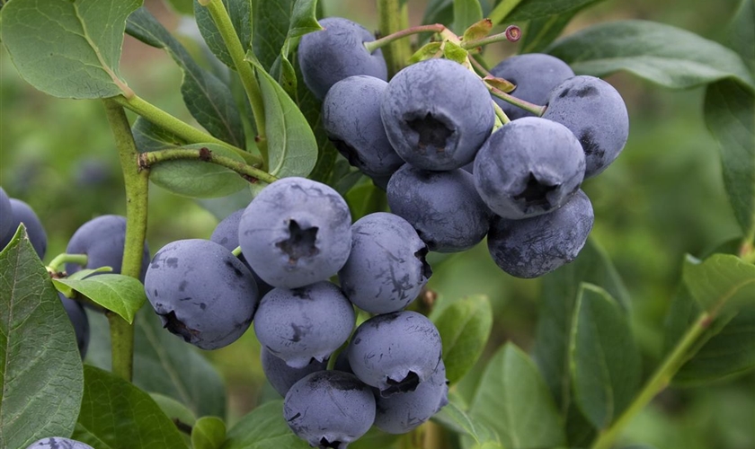 Heidelbeere 'Spartan' - Floragard Pflanzeninfothek