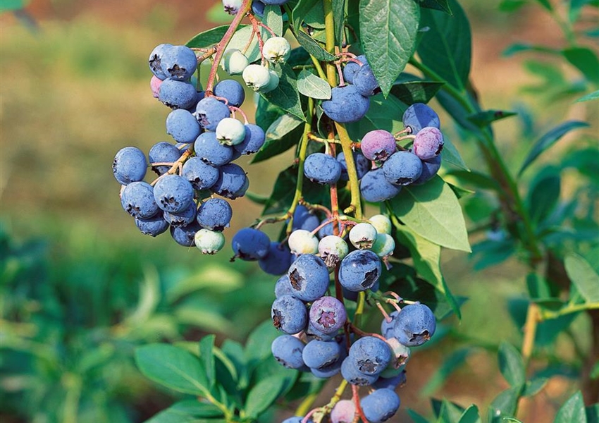 Heidelbeere 'Earlyblue' - Floragard Pflanzeninfothek