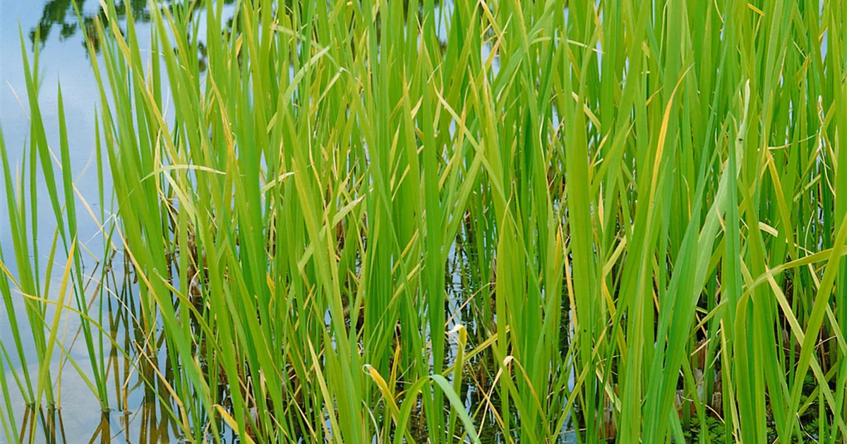 Kanadischer Wildreis Pflanze, Pflege & Tipps Floragard