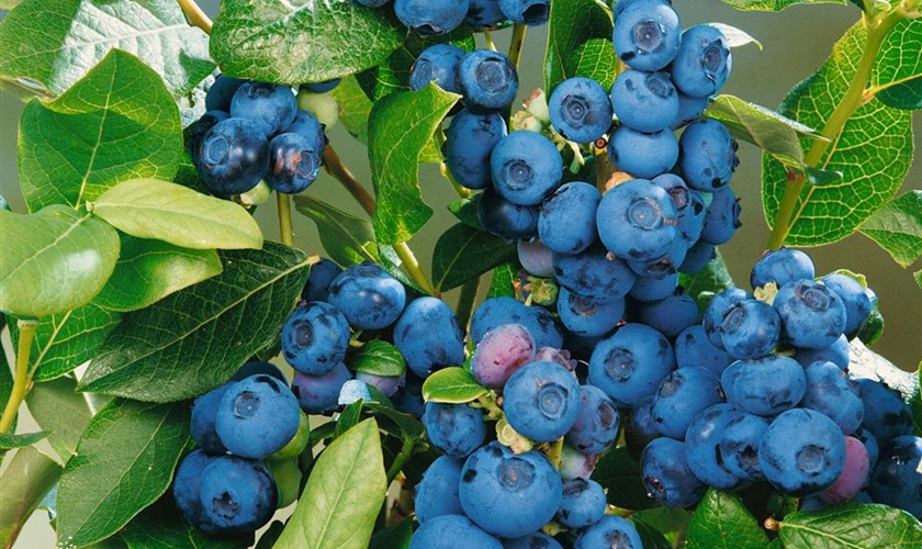 Heidelbeere 'Patriot' - Floragard Pflanzeninfothek