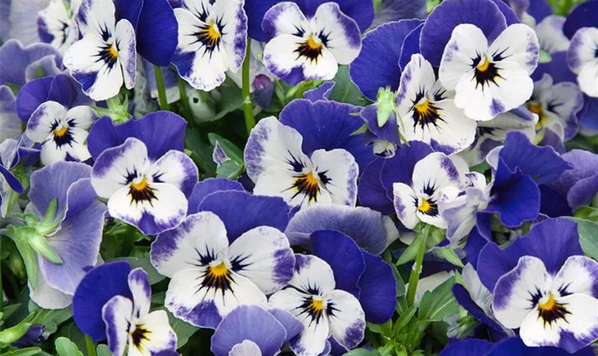 Hornveilchen 'Sorbet Delft Blue' Pflanze, Pflege & Tipps Floragard