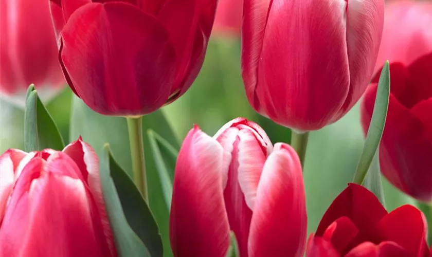 Tulpe 'Princess Victoria' Pflanze, Pflege & Tipps Floragard