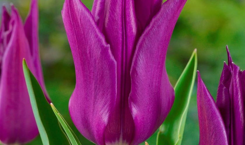 Tulpe 'Purple Dream' - Floragard Pflanzeninfothek
