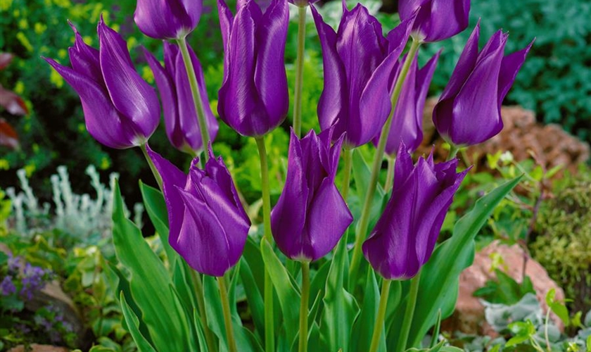 Tulpe 'Purple Dream' - Floragard Pflanzeninfothek