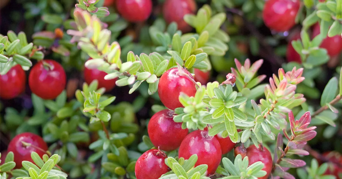 Moosbeere 'Big Pearl' Pflanze, Pflege & Tipps Floragard
