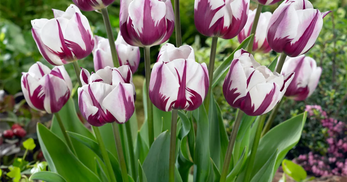 Tulpe 'Rem's Favourite' Pflanze, Pflege & Tipps Floragard
