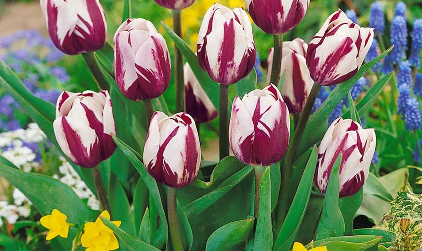 Tulpe 'Rem's Favourite' - Floragard Pflanzeninfothek