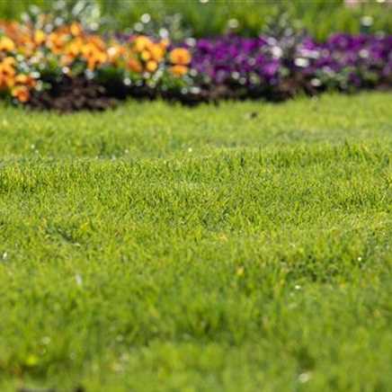 Floragard: Premium-Blumenerden und Substrate für den Gartenbau
