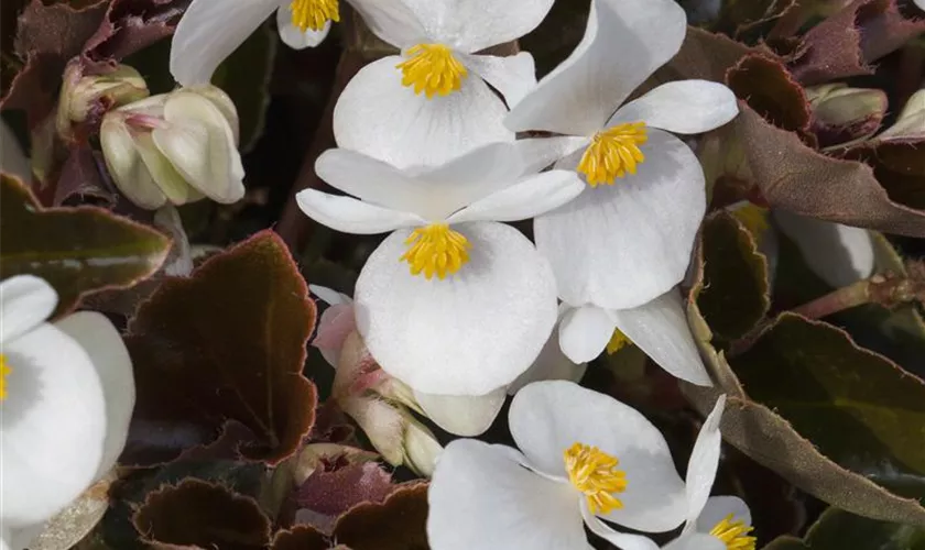 Begonia Baby Wing™ Pflanze, Pflege & Tipps Floragard