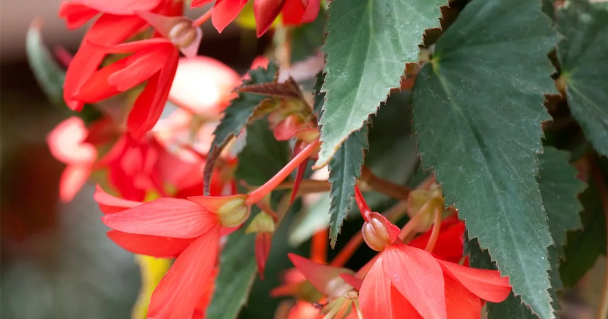 Begonia boliviensis 'Sparkler'® Pflanze, Pflege & Tipps Floragard