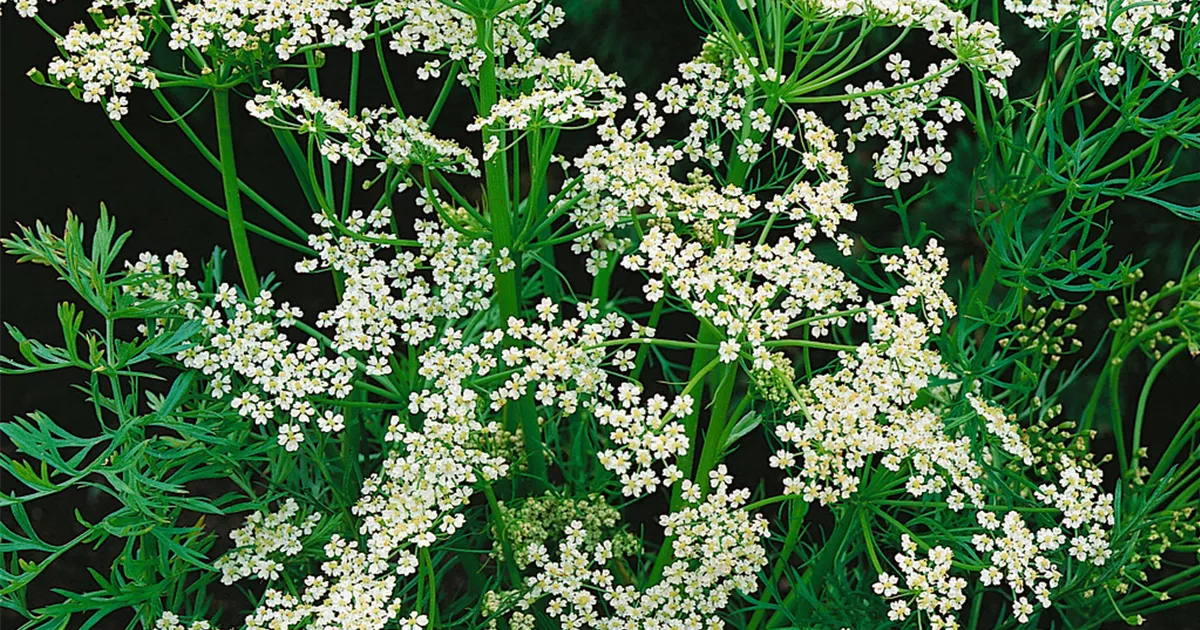 Kümmel Pflanze, Pflege & Tipps Floragard