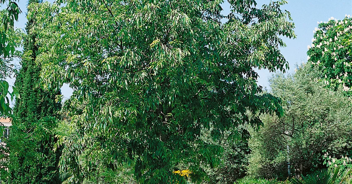 Celtis sinensis Pflanze, Pflege & Tipps Floragard