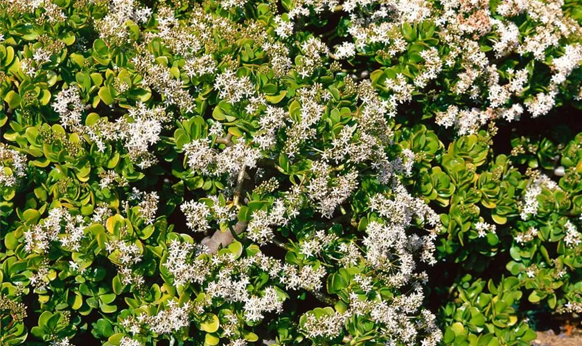 Crassula lactea Pflanze, Pflege & Tipps Floragard