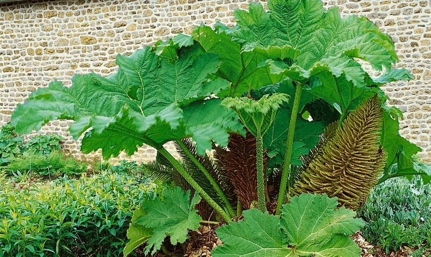 Gunnera - Floragard Pflanzeninfothek
