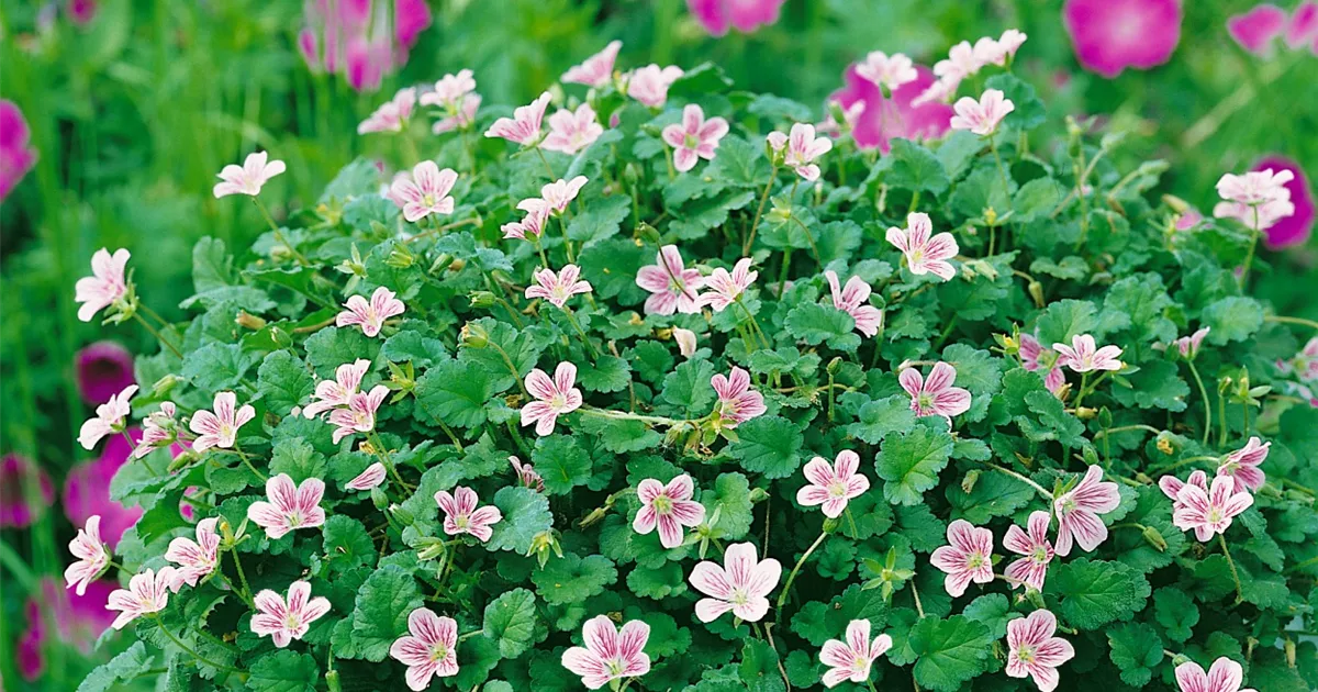 Erodium x variabile 'Roseum' Pflanze, Pflege & Tipps Floragard