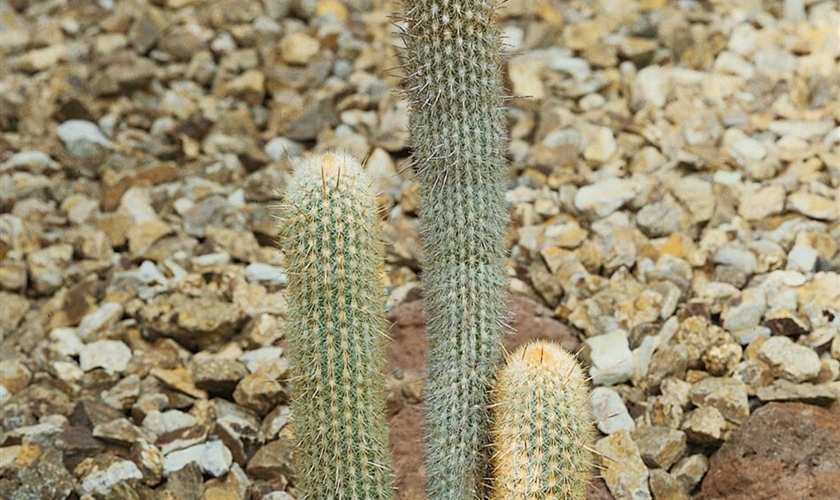 Espostoa - Floragard Pflanzeninfothek