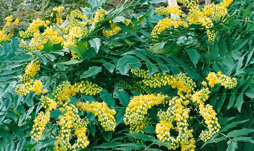 Mahonie - Floragard Pflanzeninfothek