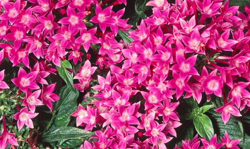 Fünfzahlstrauch - Floragard Pflanzeninfothek