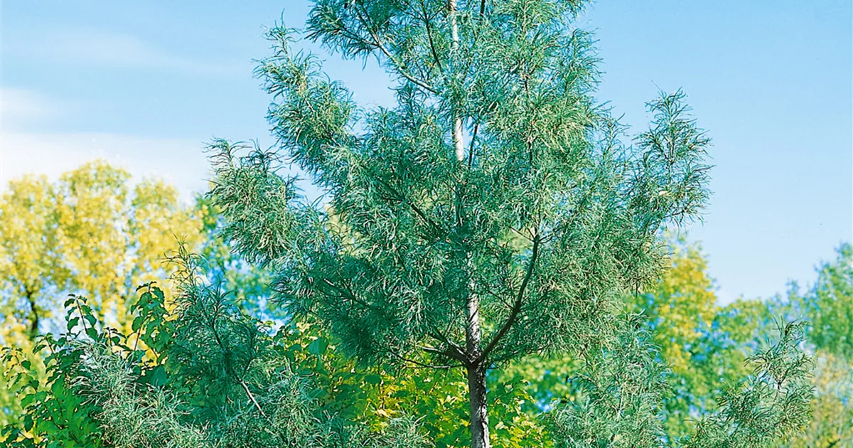 Pinus strobus 'Contorta' Pflanze, Pflege & Tipps Floragard