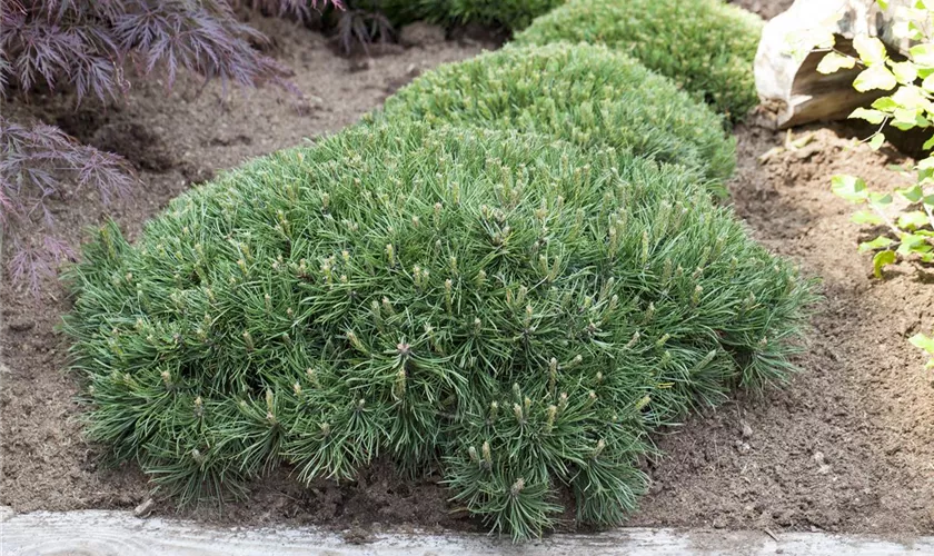 Pinus strobus 'Nana Compacta' Pflanze, Pflege & Tipps Floragard