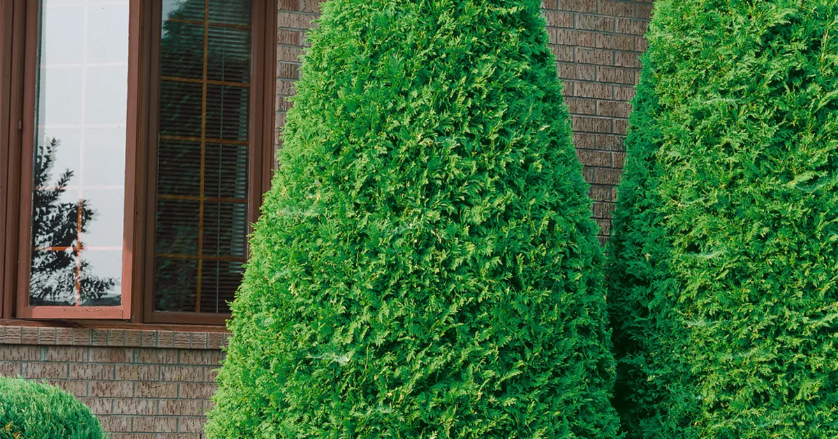 Thuja occidentalis, Pyramide Pflanze, Pflege & Tipps Floragard