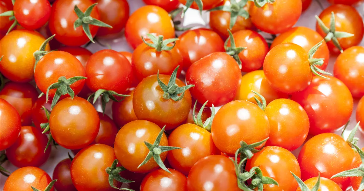 Buschtomate Pflanze, Pflege & Tipps Floragard