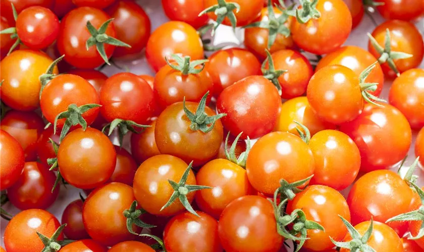 Buschtomate Pflanze, Pflege & Tipps Floragard