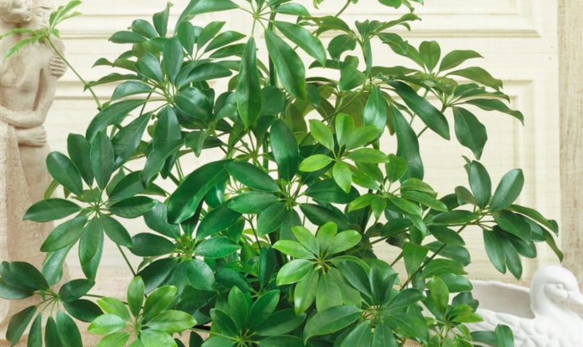 Fingeraralie - Floragard Pflanzeninfothek