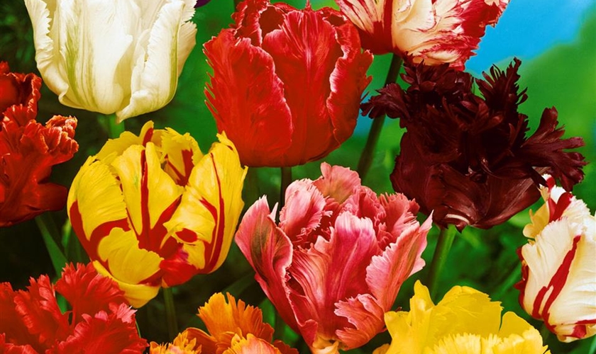 Papageien-Tulpen - Floragard Pflanzeninfothek