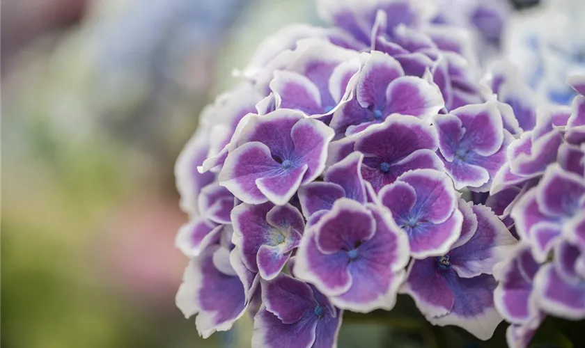 Gartenhortensie 'Bavaria'® Pflanze, Pflege & Tipps Floragard
