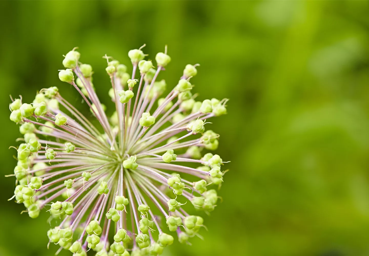 Stauden als echte Klassiker für die Gartengestaltung
