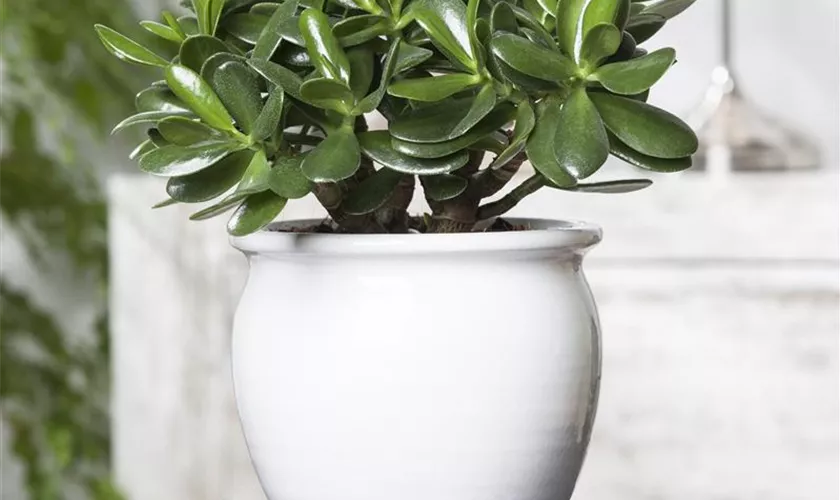 Geldbaum Pflanze, Pflege & Tipps Floragard