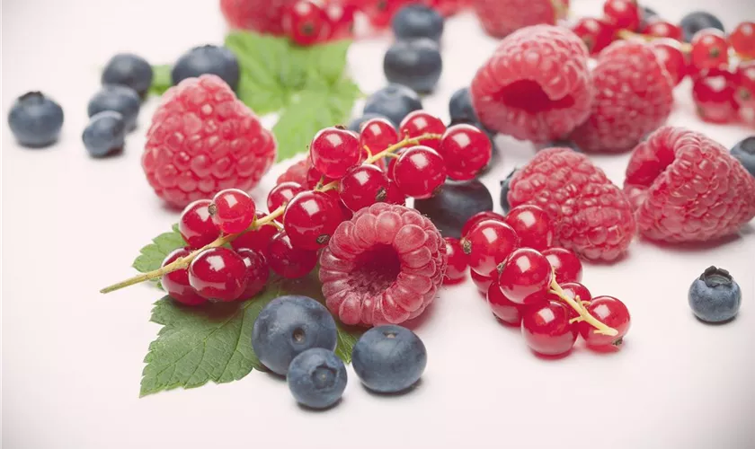 Beeren Pflanze, Pflege & Tipps Floragard