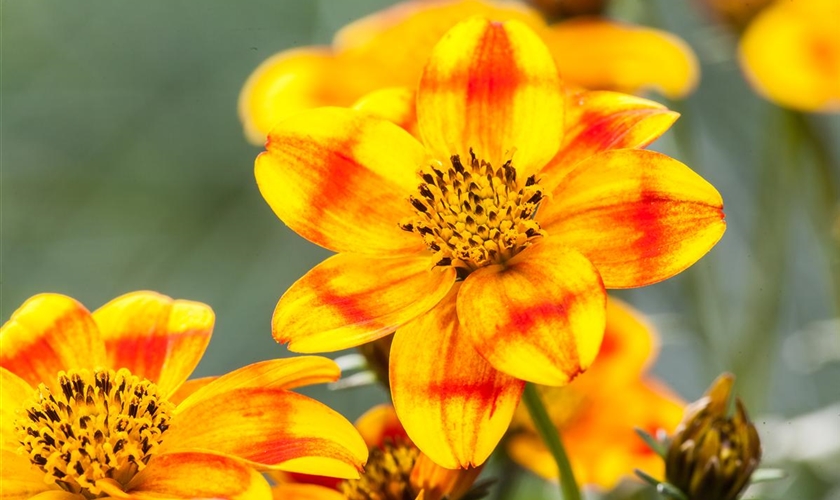 Bidens ferulifolia 'BeeDance'® - Floragard Pflanzeninfothek
