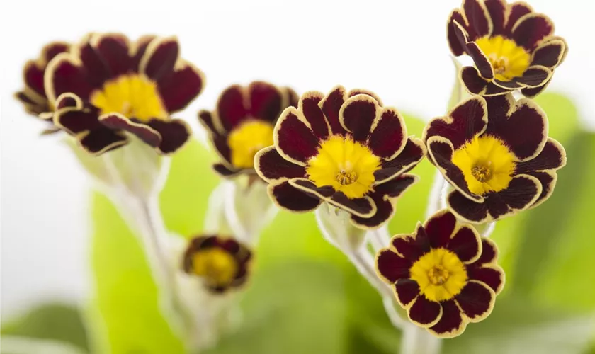 Kronen-Primel 'Victoriana' Pflanze, Pflege & Tipps Floragard
