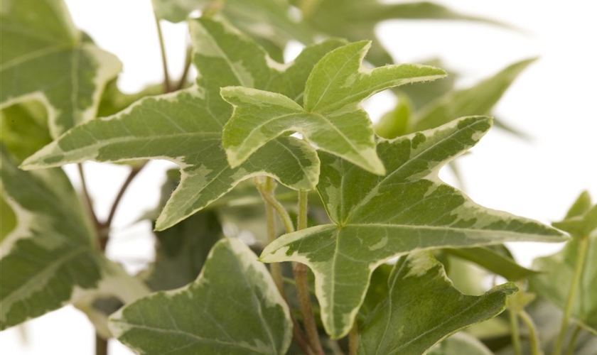 Gemeiner Efeu - Floragard Pflanzeninfothek