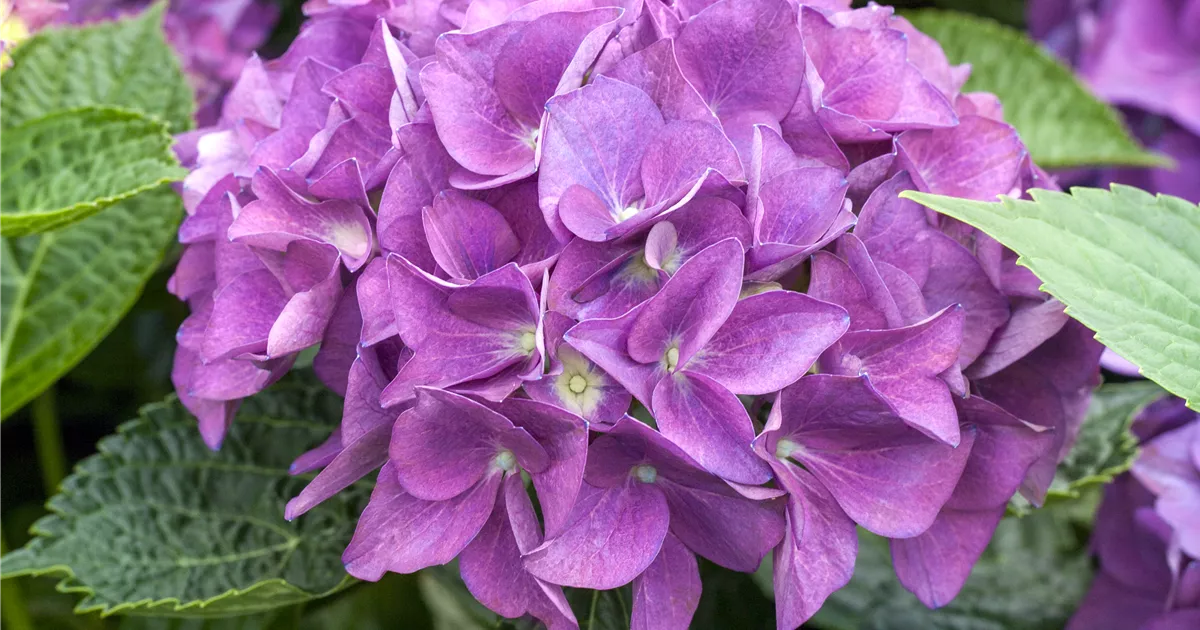 Bauernhortensie 'Hovaria'® Pflanze, Pflege & Tipps Floragard