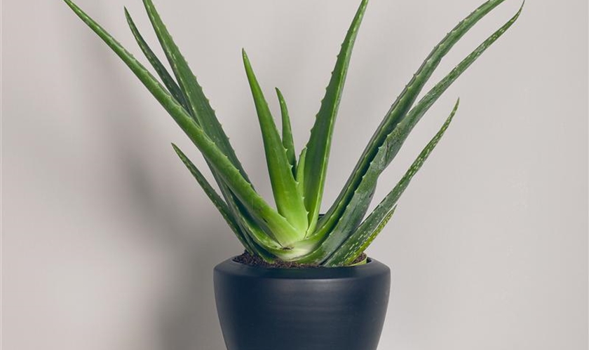 Echte Aloe - Floragard Pflanzeninfothek