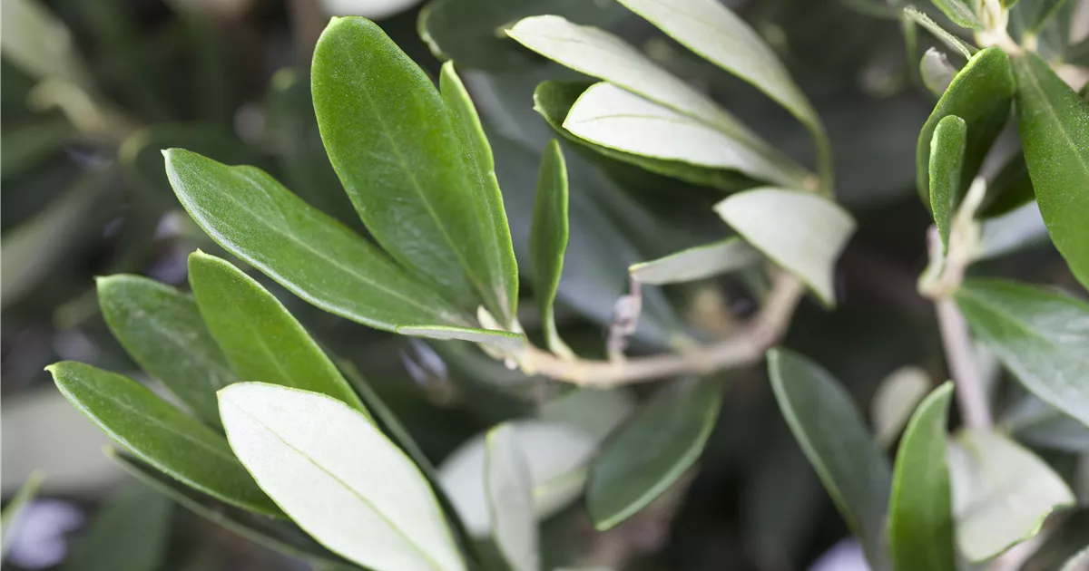 Olea Europaea Pflege