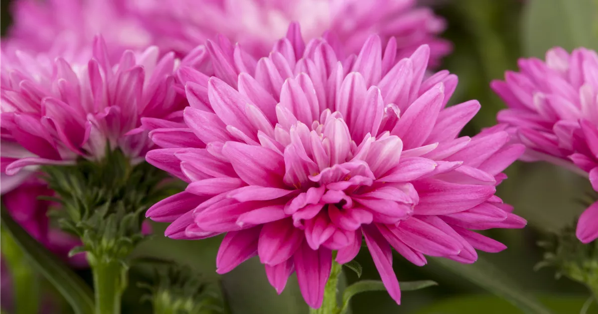 Aster dumosus 'Rose Crystal' Pflanze, Pflege & Tipps Floragard