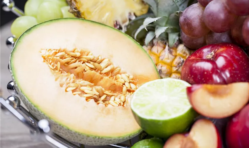 Cucumis melo Pflanze, Pflege & Tipps Floragard