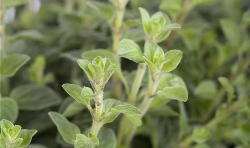 Origanum vulgare Pflanze, Pflege & Tipps Floragard