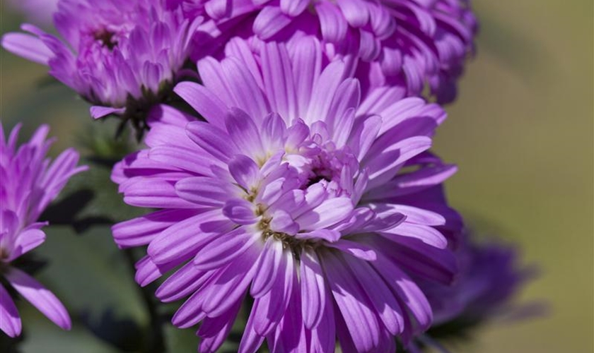 Glattblatt-Aster 'Victoria'® - Floragard Pflanzeninfothek