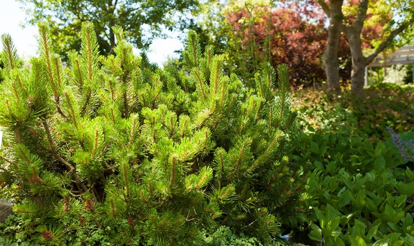 Krummholz-Kiefer - Floragard Pflanzeninfothek