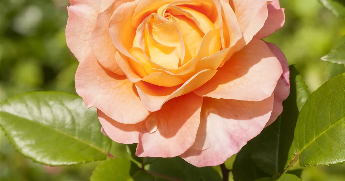 Rose - ADR-Rosen entdecken Pflanze, Pflege & Tipps Floragard