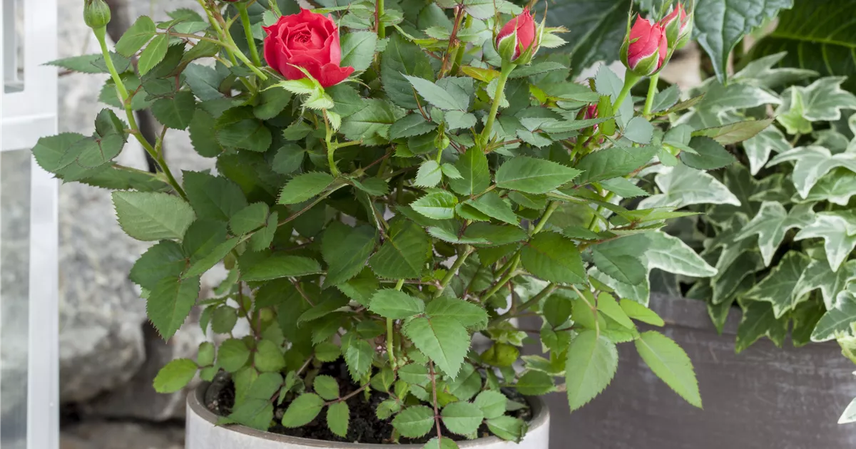 Minirose Kordana® Pflanze, Pflege & Tipps Floragard