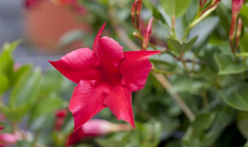 Dipladenia 'Rio' - Floragard Pflanzeninfothek