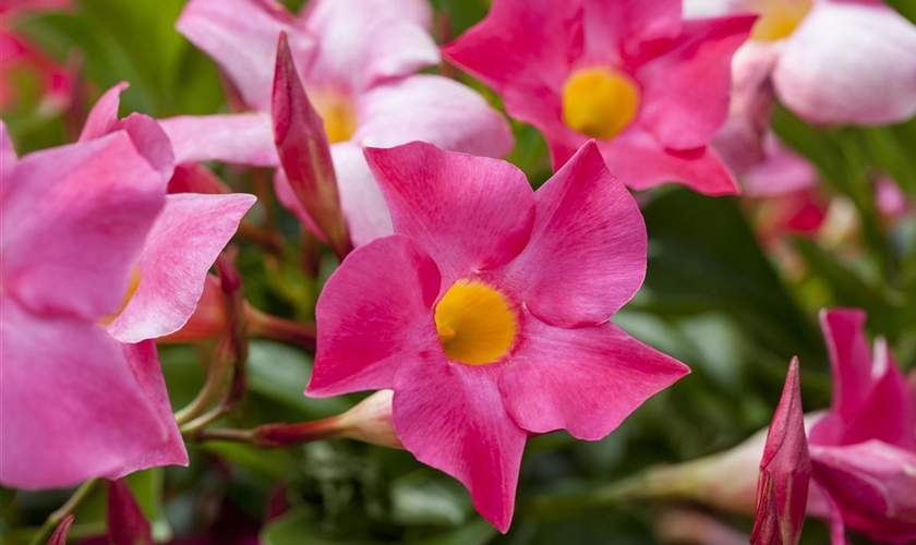 Dipladenia 'Sundaville'® - Floragard Pflanzeninfothek