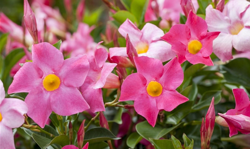 Dipladenia 'Sundaville'® - Floragard Pflanzeninfothek